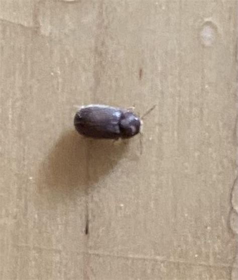 Cockroach Nymph Or Beetle R Whatsthisbug