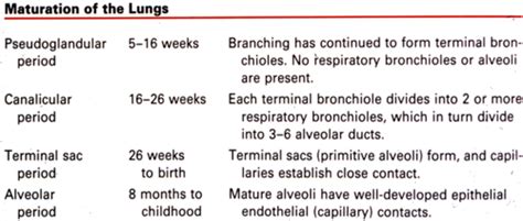 Lung Embryology Flashcards Quizlet