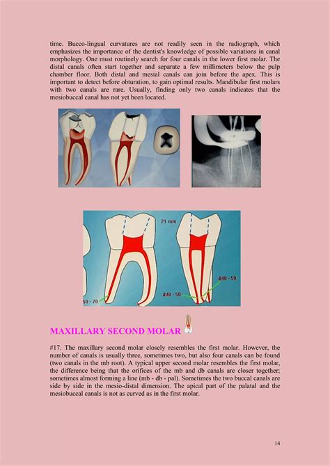 Root Canal Morphology Pdf