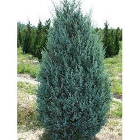 Juniperus Moonglow Plant At ₹ 50piece Garden Landscape In Bhopal