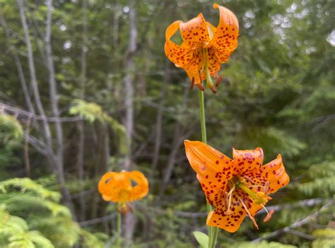 Wildflowers Native Vs Invasive Ssisc