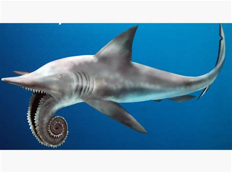 Helicoprion 3d Model