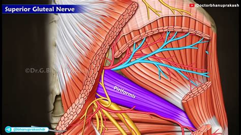 Superior Gluteal Nerve Model Piriformis Muscle Wikipedia