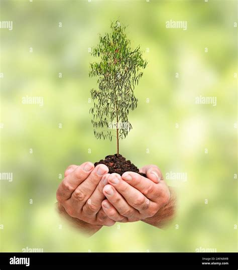 Tree In Hands Stock Photo Alamy