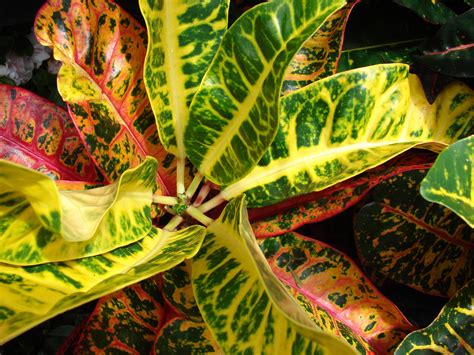 Цветы с пятнистыми листьями - 67 фото