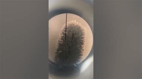 How To Demonstrate A Displacement Reaction Under A Microscope Lablife Youtube