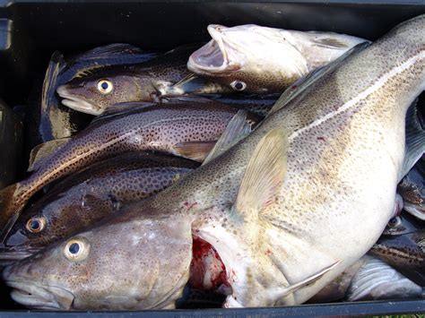 Rock Cod Mccarthys Party