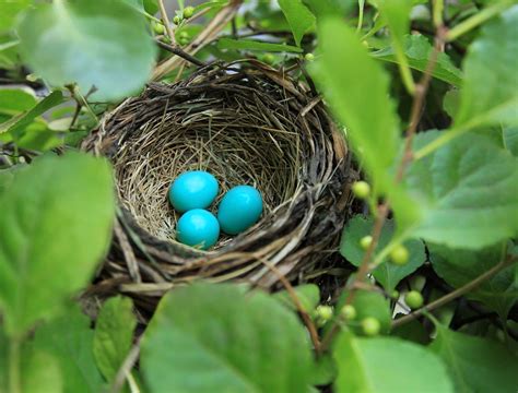 Robin Egg Hatching Process