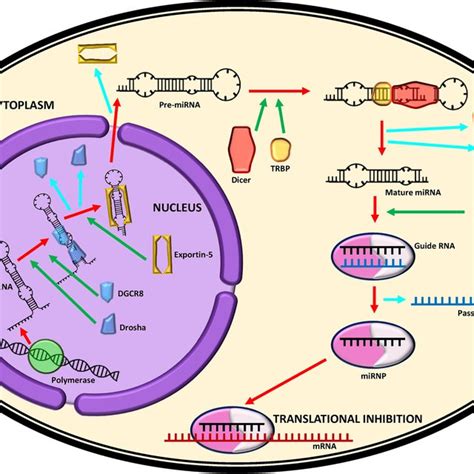 Schematic Representation Of Mirna Biogenesis Leading To Mirna Induced Download Scientific