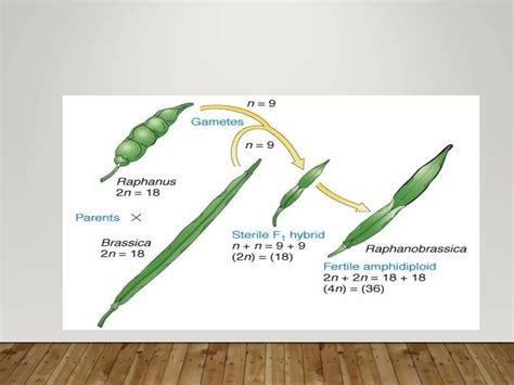 Polyploidy Ppt Biological Sciences Science
