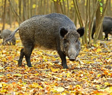 Wild Boar Stock Image Image Of Animal Autumn Omnivores 42267185