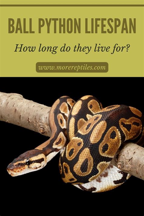 The Lifespan Of A Ball Python