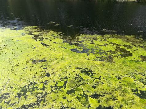 Algae Control Florida Waterways Inc Pond And Lake Management