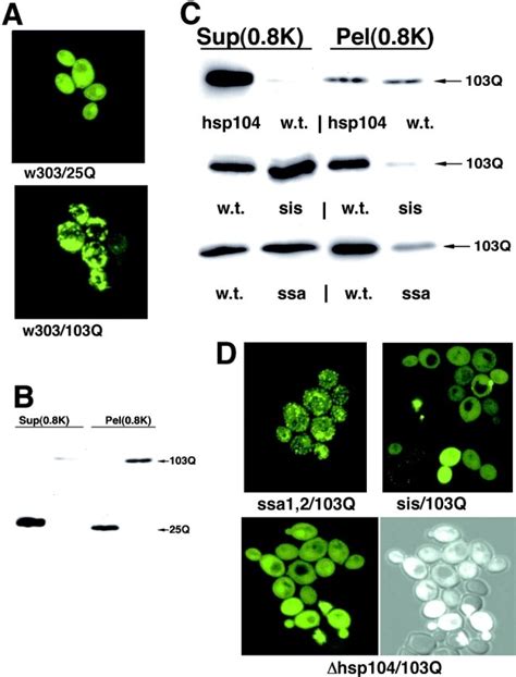 Molecular Chaperones Are Involved In Aggregation Of 103q In Yeast