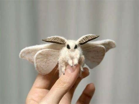 21 Most Incredible Moth Species Fluffy Moths Cute Moths White Moth