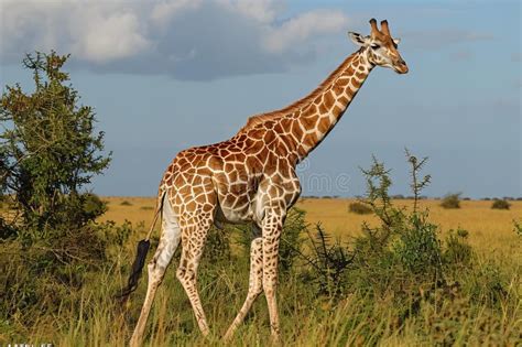 A Majestic Giraffe Gracefully Walked Through The African Savannah Its Long Neck Reaching For