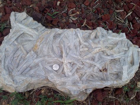 Worms Fossil ID The Fossil Forum