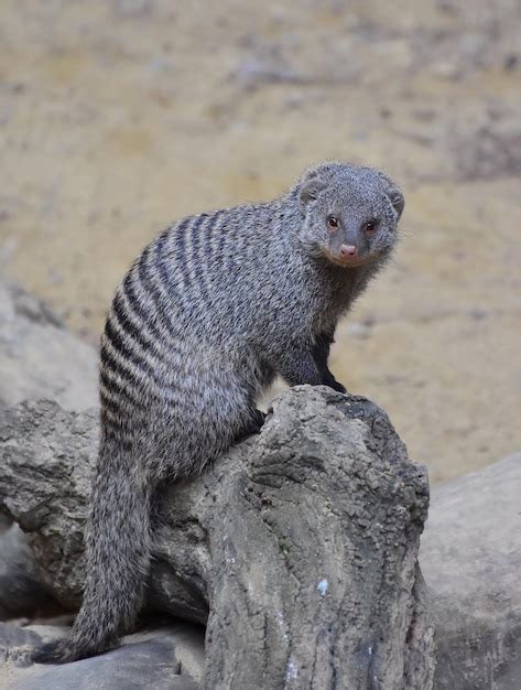 Premium Photo Portrait Of Mongoose On Wood At Field