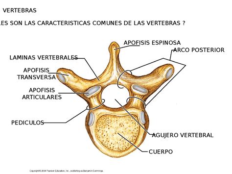 Sistema Oseo Abril 2020