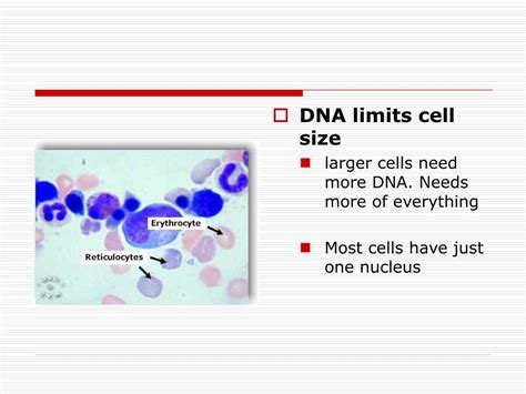 PPT Cell Size Limitations PowerPoint Presentation Free Download ID 421504