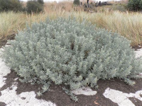 Atriplex Cinerea Mystastrious