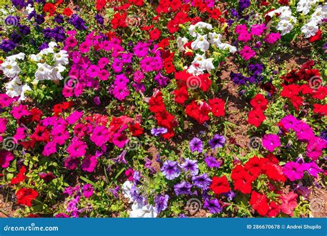 Red White And Pink Flowers Grow In The Park In A Flower Bed Stock