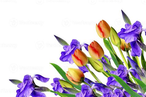 Iris De Flores De Primavera Aislado Sobre Fondo Blanco Hermosas Flores