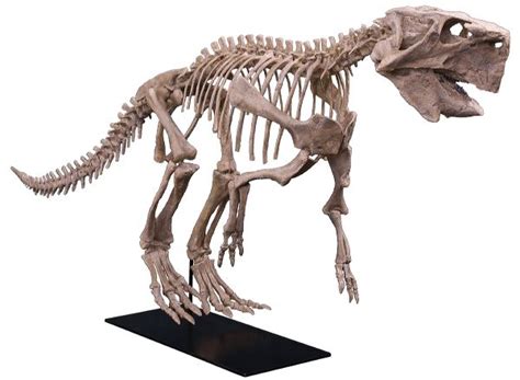 Psittacosaurus Lujiatunensis Adult Skeleton Display Replica Black Hills Institute