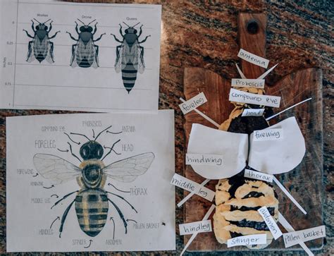 Bee Unit Study Homegrown Adventures