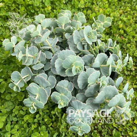 Orpin De Siebold Sedum Sieboldii Paysage Gourmand