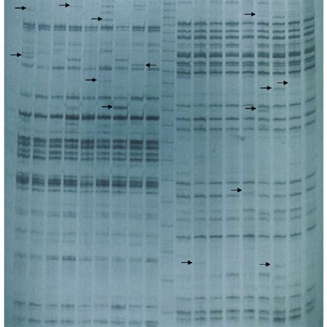 Examples Of Aflp Patterns Assessed With E Acam Ctt And E Accm Cat