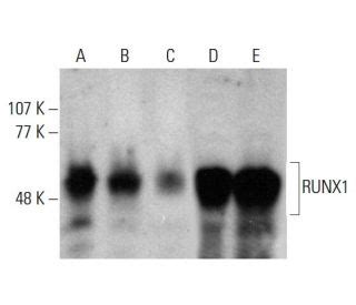 Anti RUNX Antibody A SCBT Santa Cruz Biotechnology