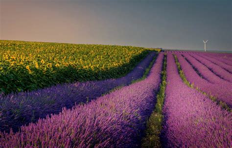 Обои поле подсолнухи ветряк лаванда лавандовое поле на телефон и рабочий стол раздел