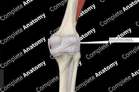 Fibular Collateral Ligament