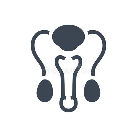 Male Reproductive System Vector Glyph Icons Stock Vector Illustration