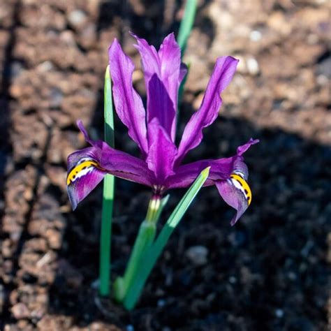 Dwarf Iris English Gardens