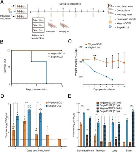 Rapid Evolution Of Ah5n1 Influenza Viruses After Intercontinental