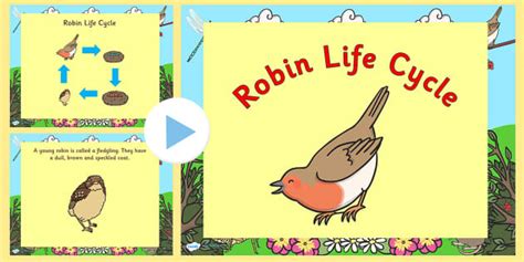Robin Life Cycle Powerpoint Robin Life Cycle Robin Life Cycle Powerpoint
