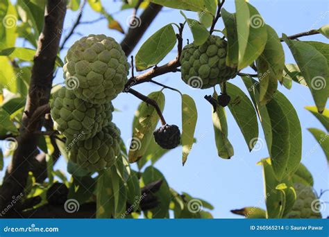 Custard Apple At Tree Sugar Apple Or Custard Apple Annona
