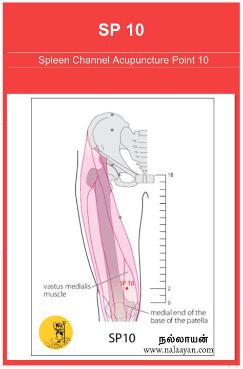 Sp 10 Acupuncture Point R Acupuncture