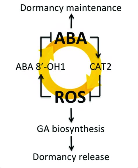 The Interrelationship Between Aba And Ros Involved In Barley Seed Download Scientific Diagram
