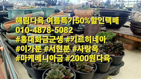 해림다육💥여름특가50할인택배💥010 4878 5082 홍대화금군생 키르히네아 이가분 서현분 사랑목 마케베니아금 2000원다육 Youtube