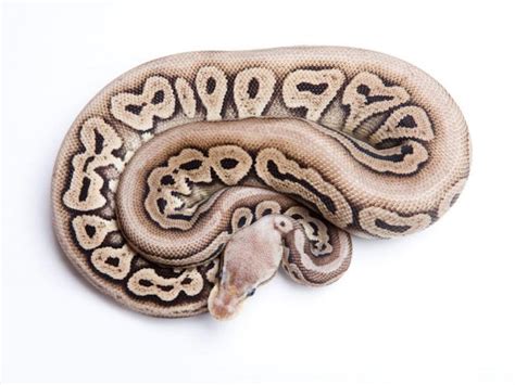 Morph List World Of Ball Pythons