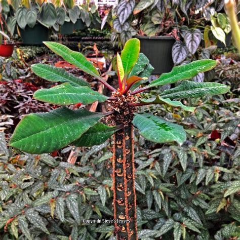 Photo Of The Entire Plant Of Madagascar Jewel Euphorbia Leuconeura
