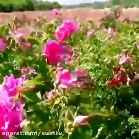 فروش نهال گل محمدی بدون خار و پاکوتاه زودبارده 0914731202