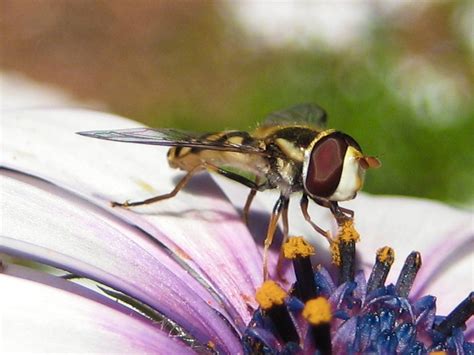 Common Hover Fly Beneficial Bug Free Photo On Pixabay Pixabay