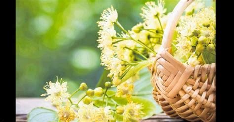 Богата е на витамин С помага при високо кръвно налягане стрес