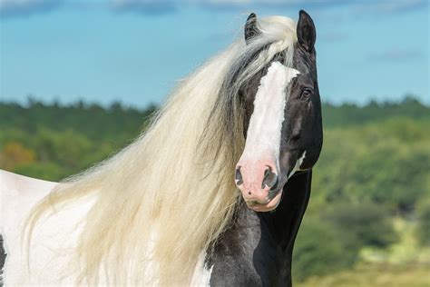 Gypsy Vanner Horse Health Issues At Ann Copple Blog