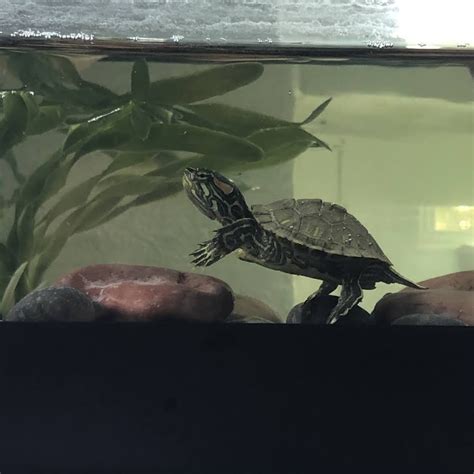 Kaitlyn Trujillo Youtube