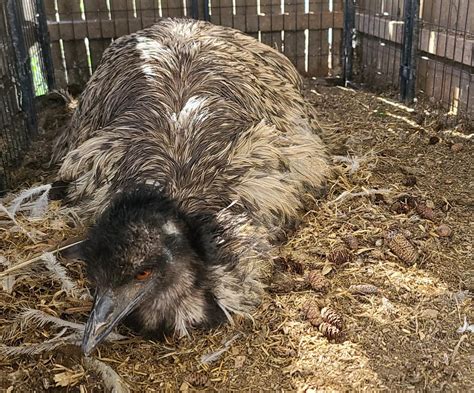 Do Emus Sleep